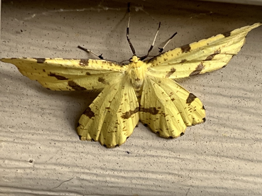Crocus Geometer Moths from Middletown Rd, Freeland, MD, US on June 15 ...