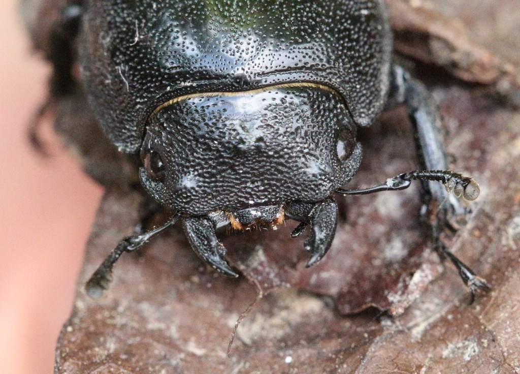 Lesser Stag Beetle from Jerusalem, Israel on June 15, 2023 at 08:53 AM ...