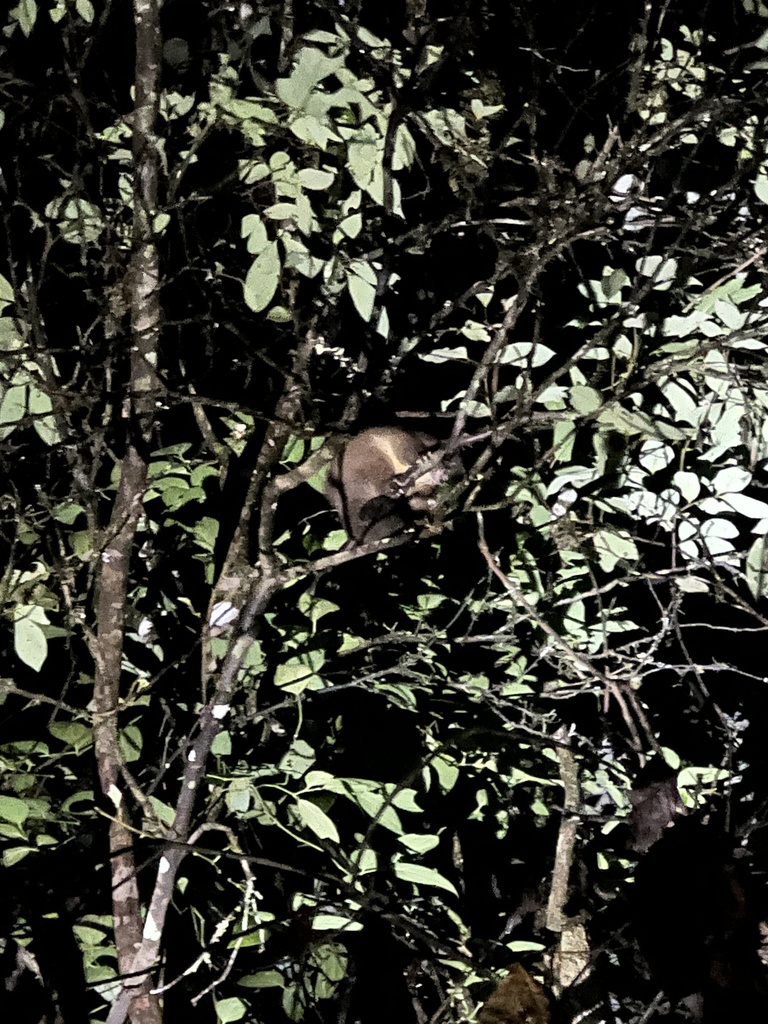 Ringtail Possums from Mount Hypipamee National Park, Upper Barron, QLD ...