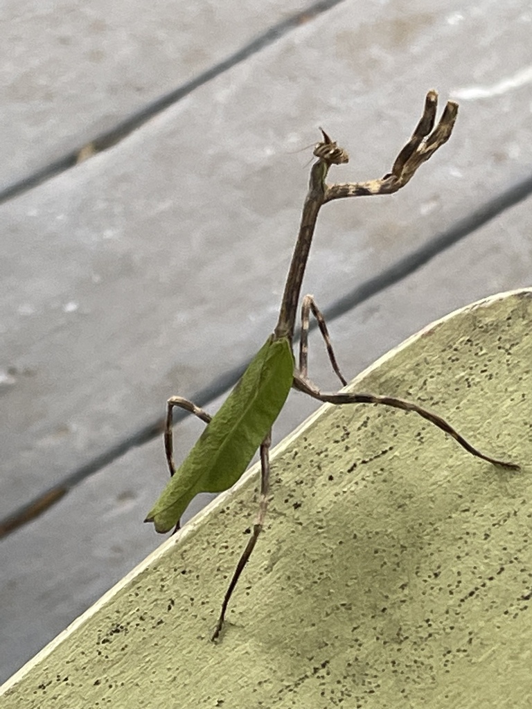 Texas Unicorn Mantis from FM-883, Goliad, TX, US on May 14, 2023 at 08: ...