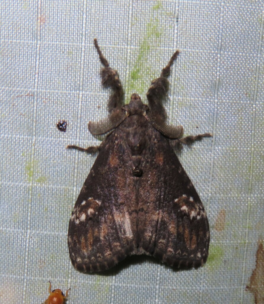 Cocoa Tussock Moth from Jalan Gire, Bukit Fraser, 49000 Bukit Fraser ...