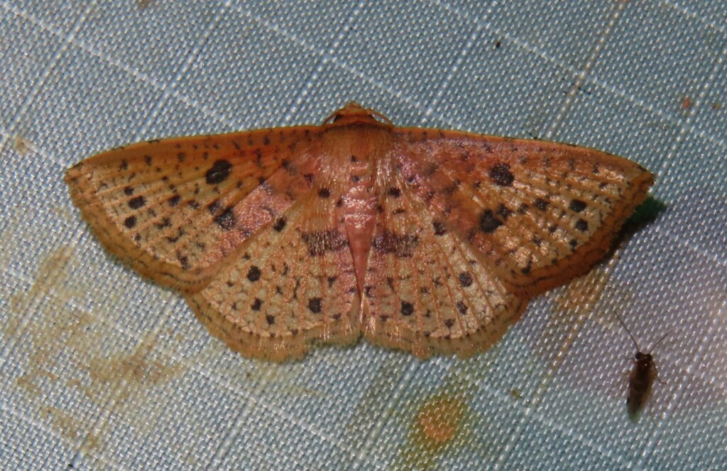 Picture-winged Leaf Moths from Jalan Gire, Bukit Fraser, 49000 Bukit ...