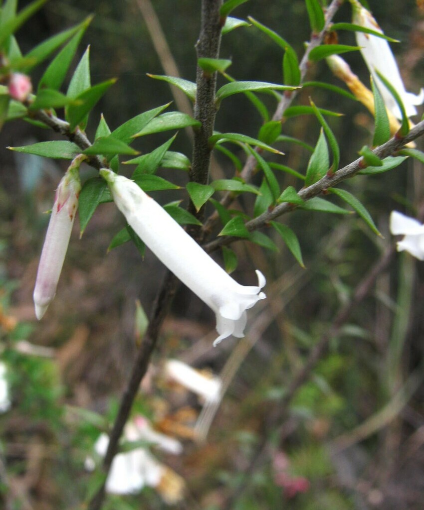 Common Heath from Queenstown TAS 7467, Australia on September 26, 2010 ...