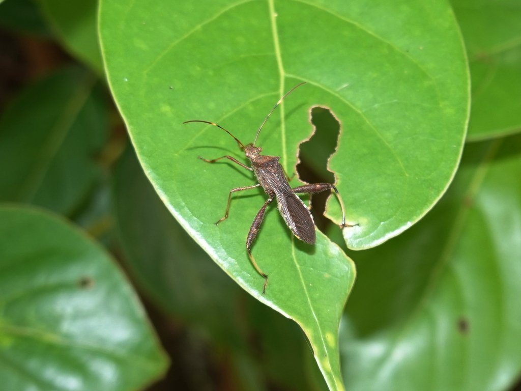 Riptortus pedestris from Tai Lam, Hong Kong on June 11, 2023 at 10:03 ...