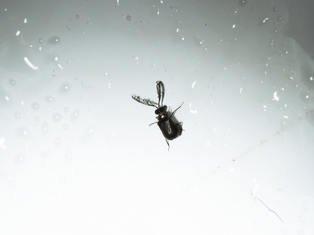 Water Penny Beetles from 中国广东省肇庆市鼎湖区 on May 21, 2023 at 09:39 PM by 吕天朗 ...