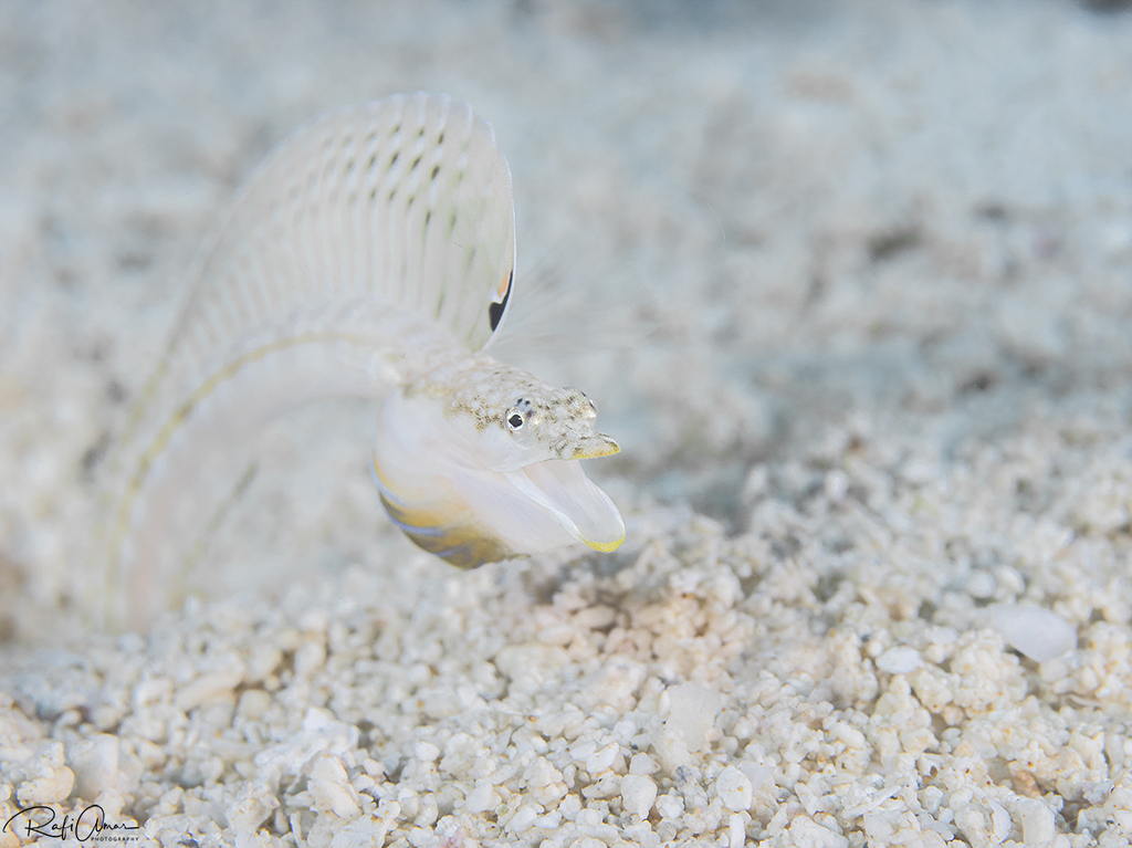 Yellowface pikeblenny (Chaenopsis limbaughi) - Marine Life Identification