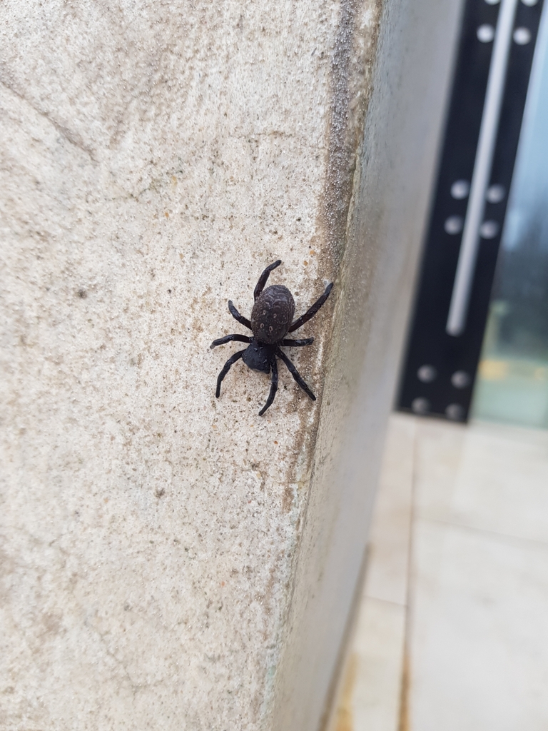 Tree Velvet Spiders from Stellenbosch Municipality, South Africa on ...