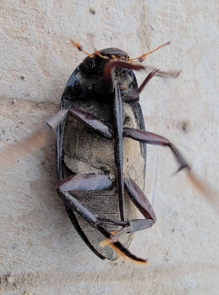 Hydrophilus bilineatus caschmirensis from Nanjing, CN-JS, CN on June 15 ...