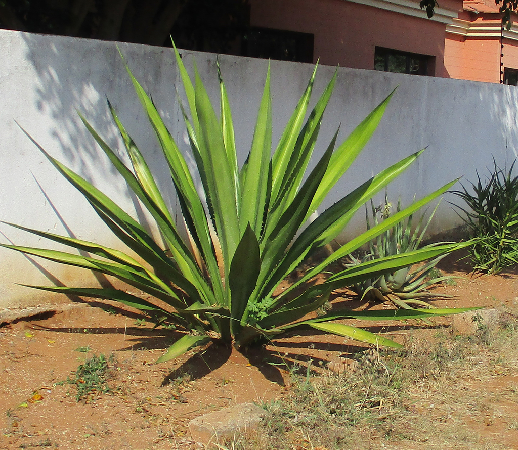 Century plant subfamily from Gaborone Botswana on May 27, 2023 by ...