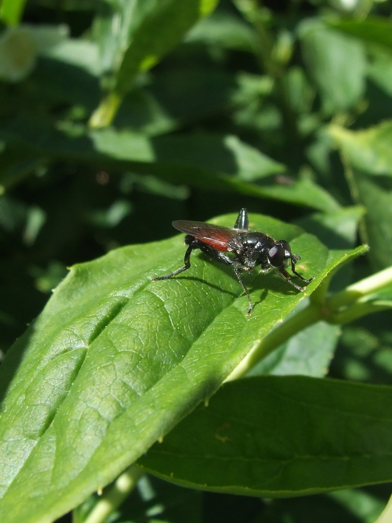 red-belted hoverfly from Шамордино, Калужская обл., Россия, 249221 on ...