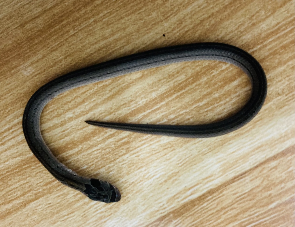 Deuve's Kukri Snake from Dak Lua, Tan Phu, Dong Nai, VN on June 15 ...