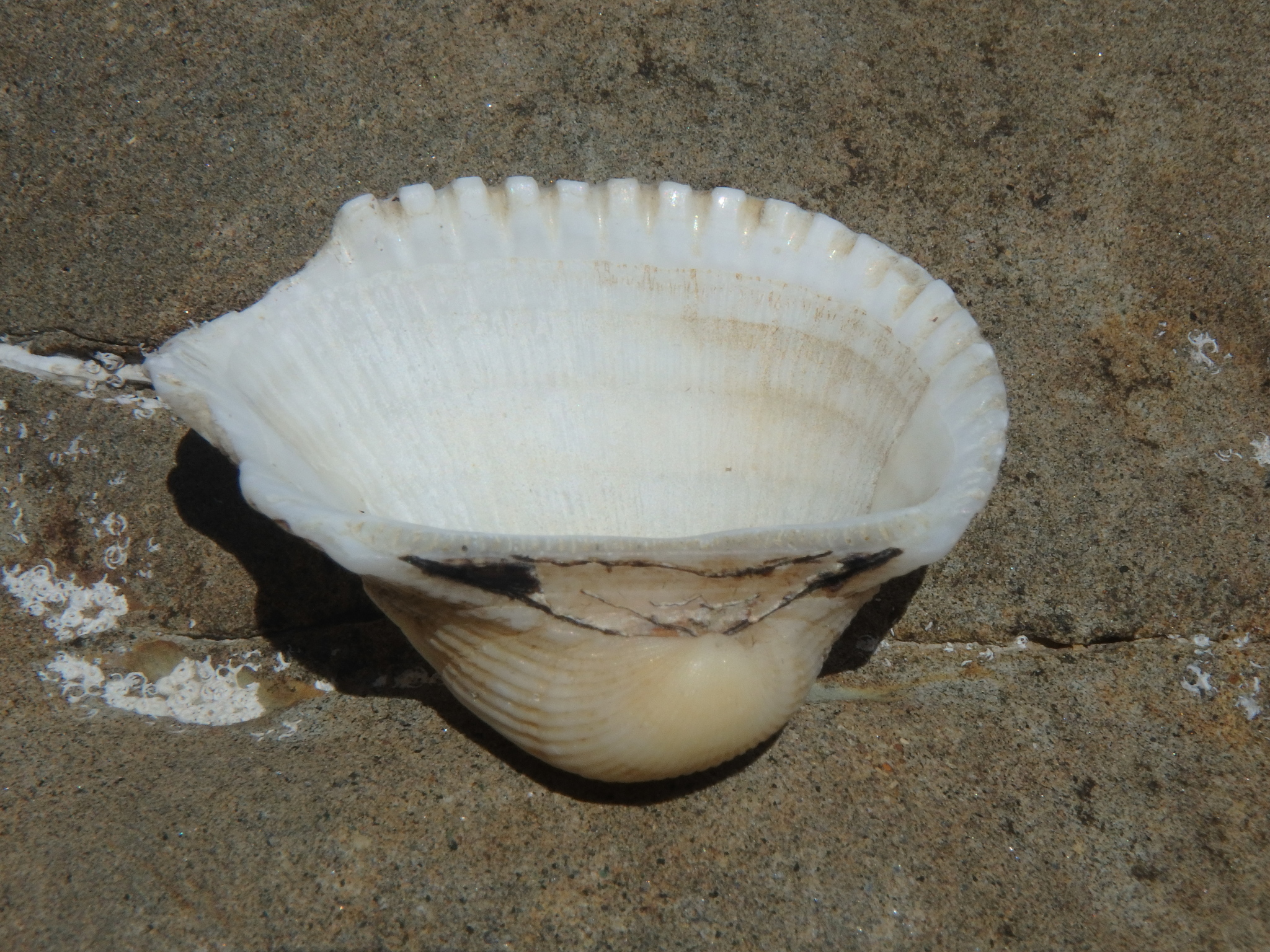 Anadara kagoshimensis (Tokunaga, 1906)