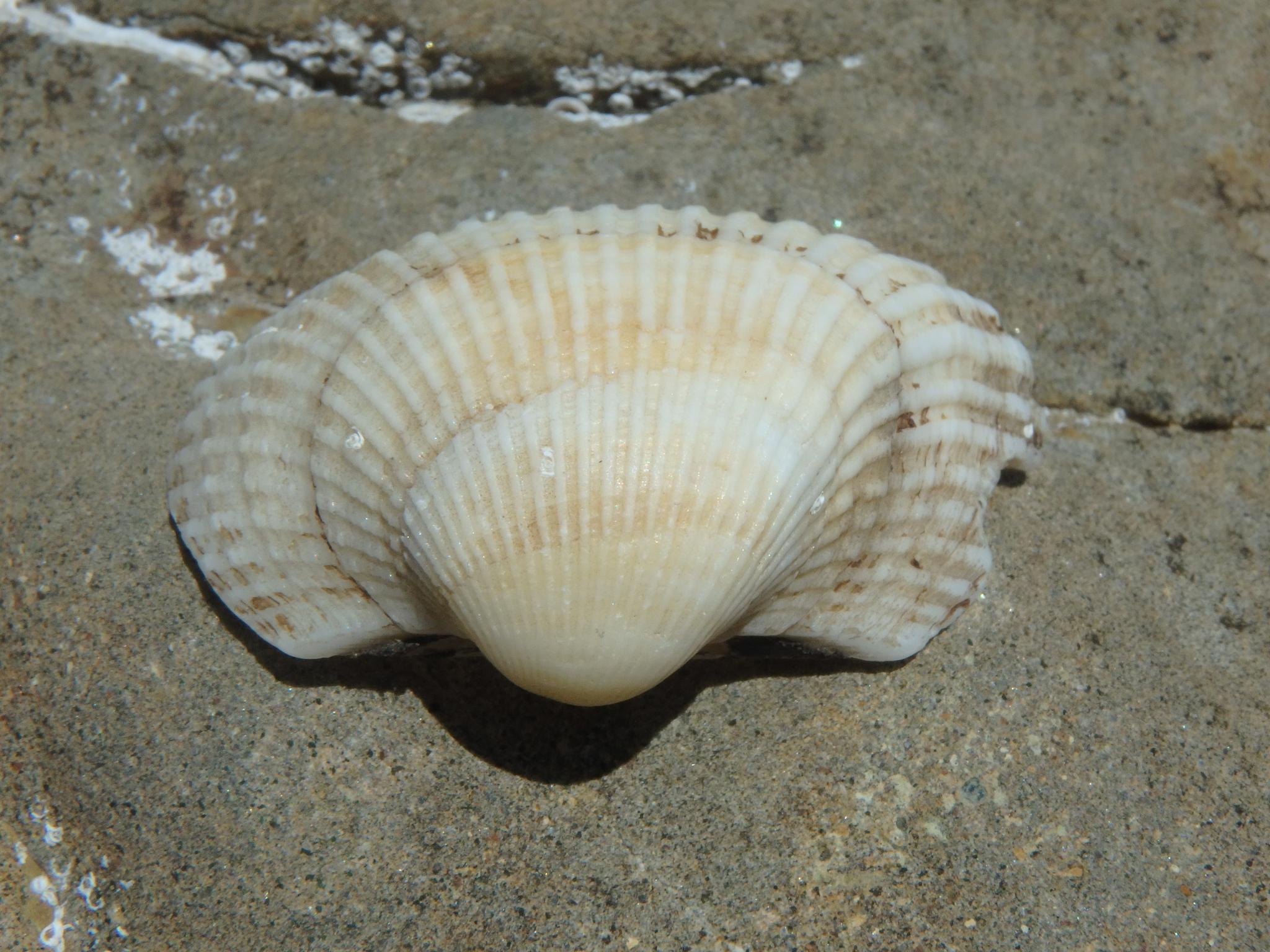 Anadara kagoshimensis (Tokunaga, 1906)