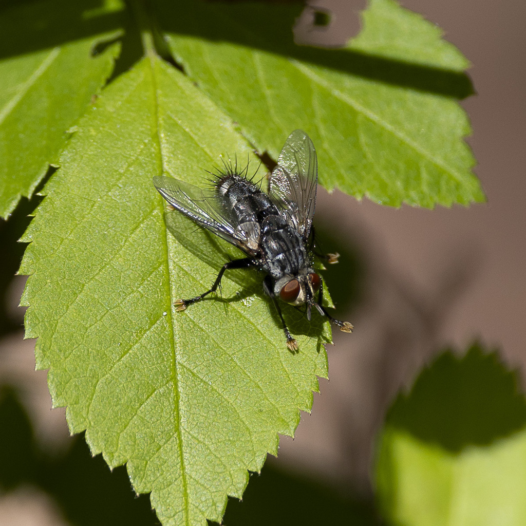 Exorista from Rockland County, NY, USA on May 31, 2023 at 10:29 AM by ...