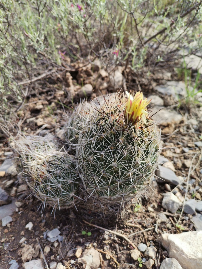Coryphantha neglecta from Castaños, Coah., México on May 28, 2023 at 04 ...