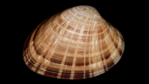 Callista diemenensis · iNaturalist