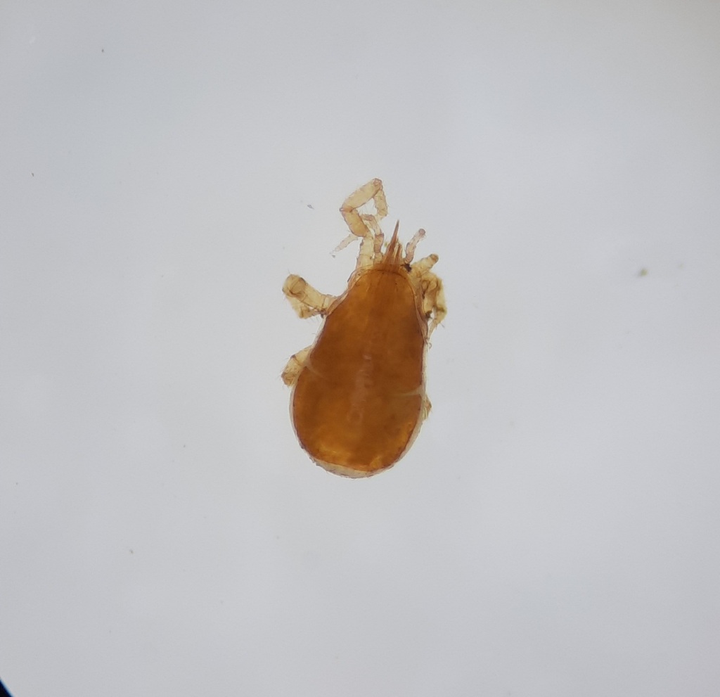 Mites and Ticks from 8JG3+732, Orellana, Ecuador on September 1, 2017 ...