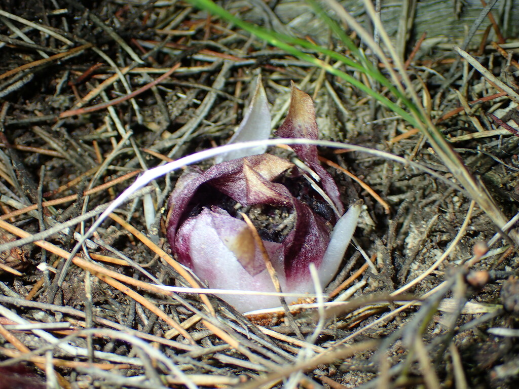 Western Underground Orchid in June 2023 by Hugo Innes · iNaturalist