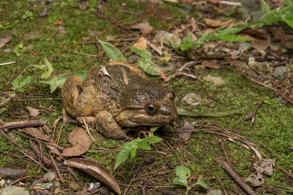 Namie's frog in June 2023 by Yasuhiko Komatsu · iNaturalist