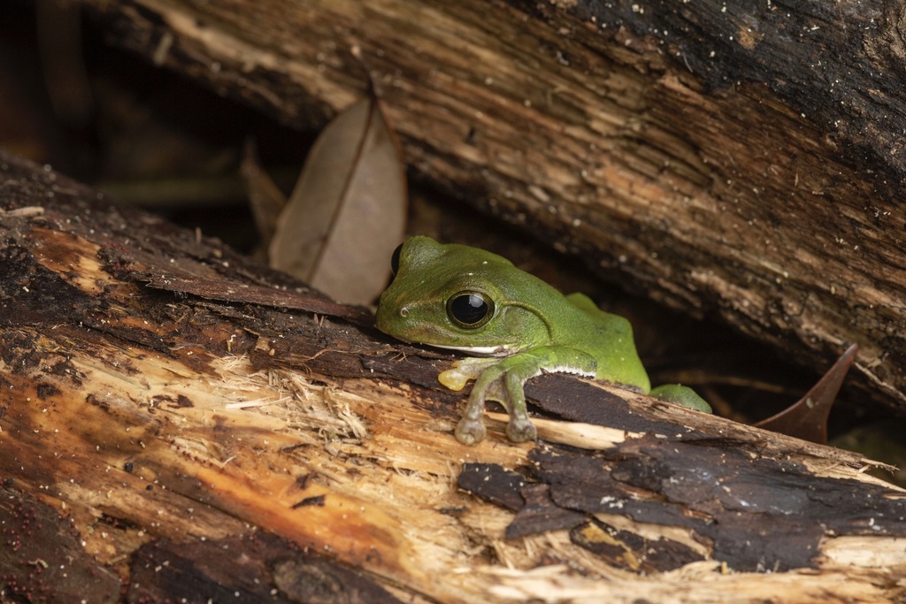 Okinawa Green Tree Frog in June 2023 by Yasuhiko Komatsu · iNaturalist