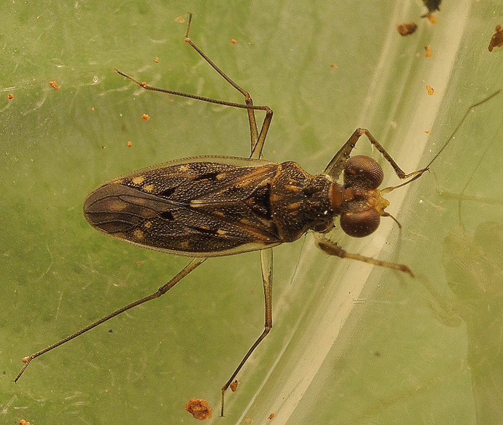Leptopus from Castlerock, Karnataka, India on June 7, 2023 at 09:44 PM ...