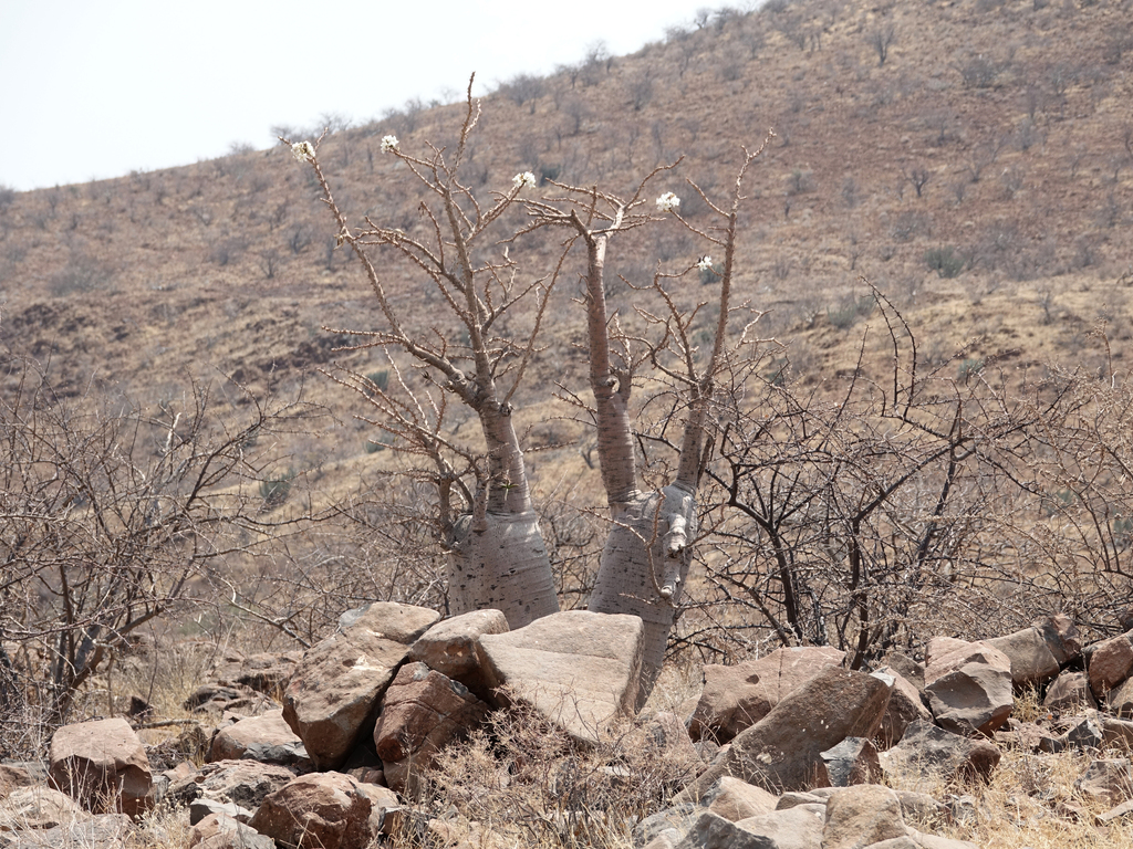 bottle tree from Regione del Kunene, Namibia on September 22, 2017 at ...