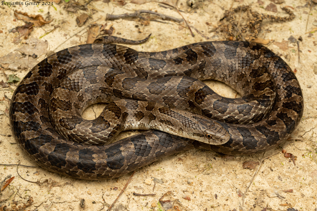 Prairie Kingsnake (Reptiles and Amphibians of Bexar County) · iNaturalist