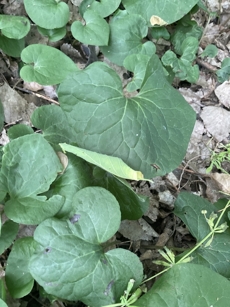 Canadian wild ginger from Pioneers Park Nature Center, Lincoln, NE, US ...