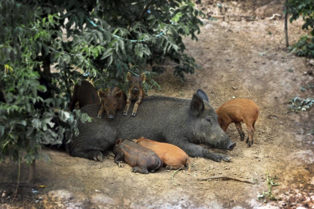 Wild Boar from Самарская обл., Россия, 446390 on June 12, 2023 by ...