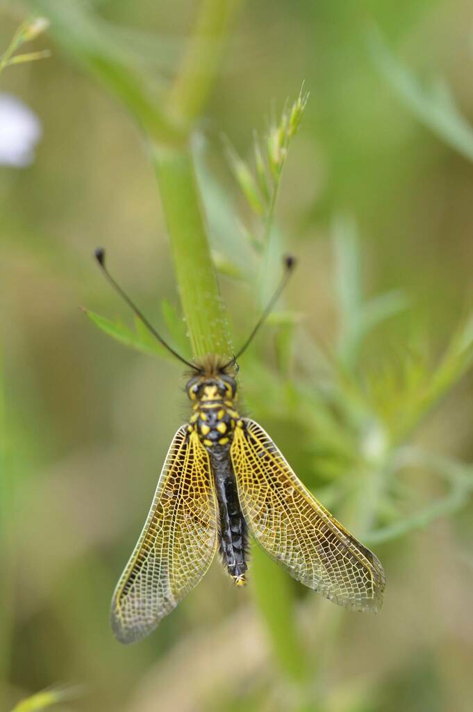 Libelloides ictericus from Bordj Zemoura, Algérie on June 15, 2023 at ...