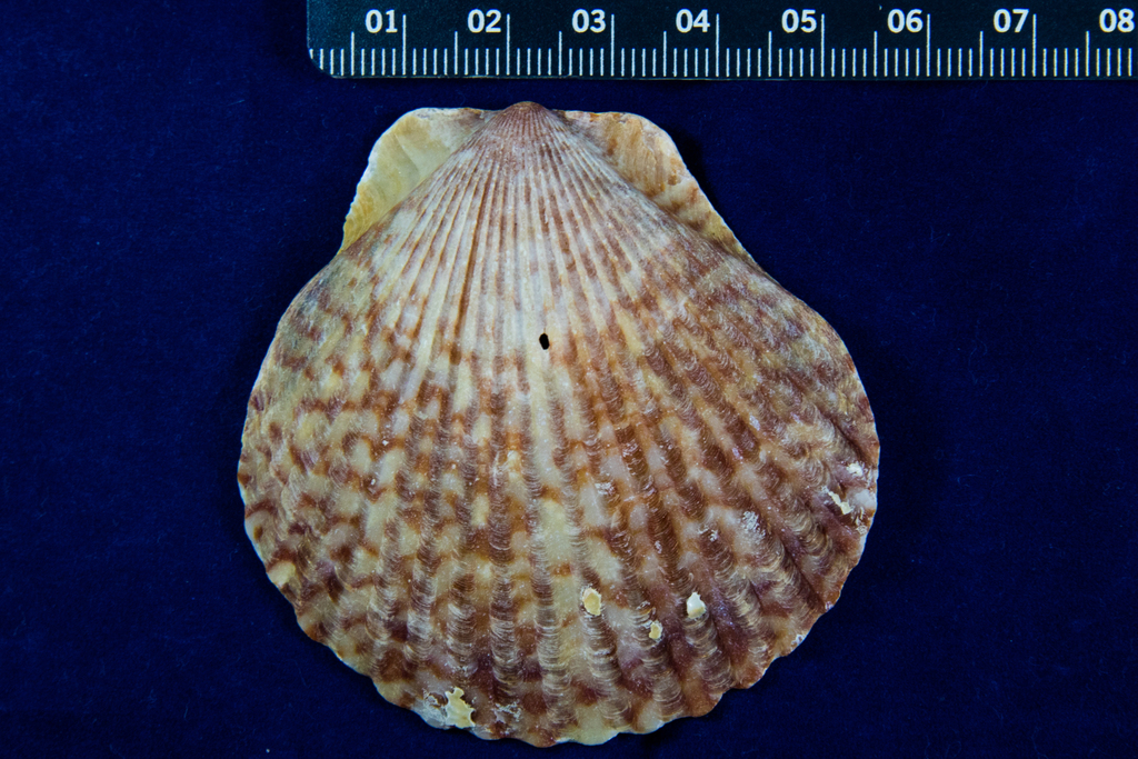 Pacific Calico Scallop (China Cove Organisms) · iNaturalist
