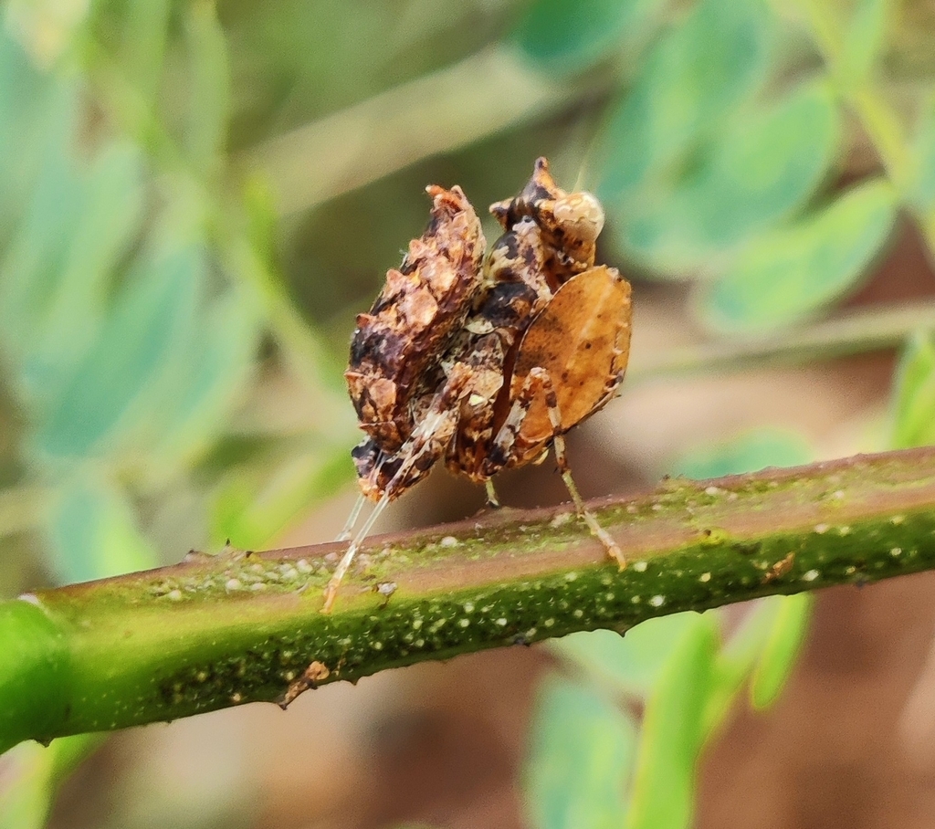 Hestiasula brunneriana from P8QG+QQ5, Shivaji Palem, Pithapuram Colony ...