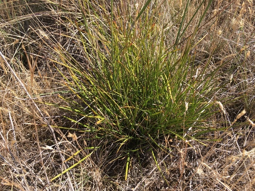 Lepidosperma inops · iNaturalist