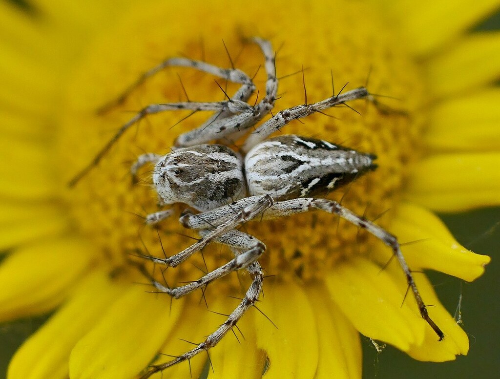 Variegated Lynx Spider from Mykolaivs'kyi district, Mykolaiv Oblast ...