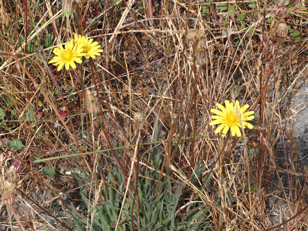 mountain dandelion from Alameda County, CA, USA on June 15, 2023 at 09: ...