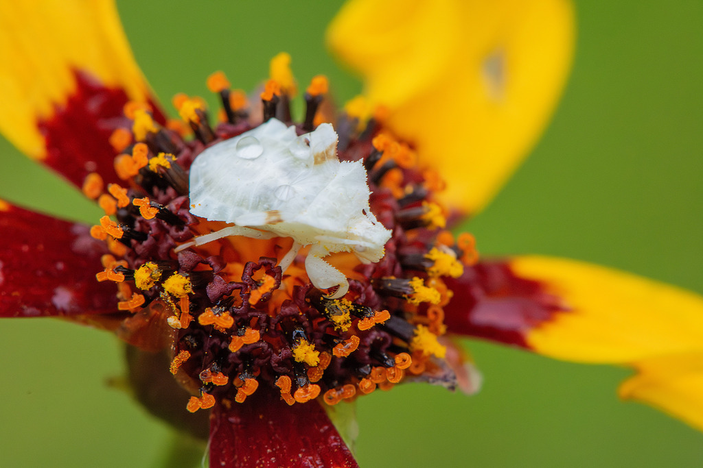 Phymata fasciata from Lewisville, TX, USA on June 13, 2023 at 03:48 PM ...