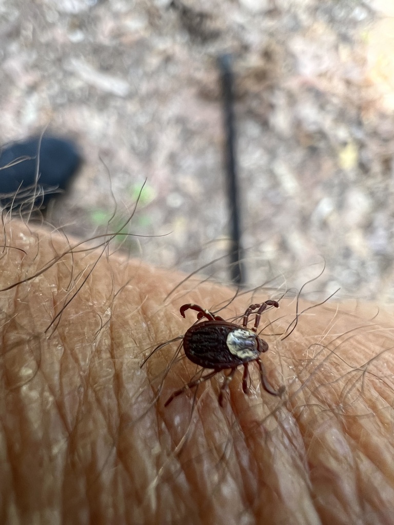 American Dog Tick from Fort Mountain State Park, Chatsworth, GA, US on ...