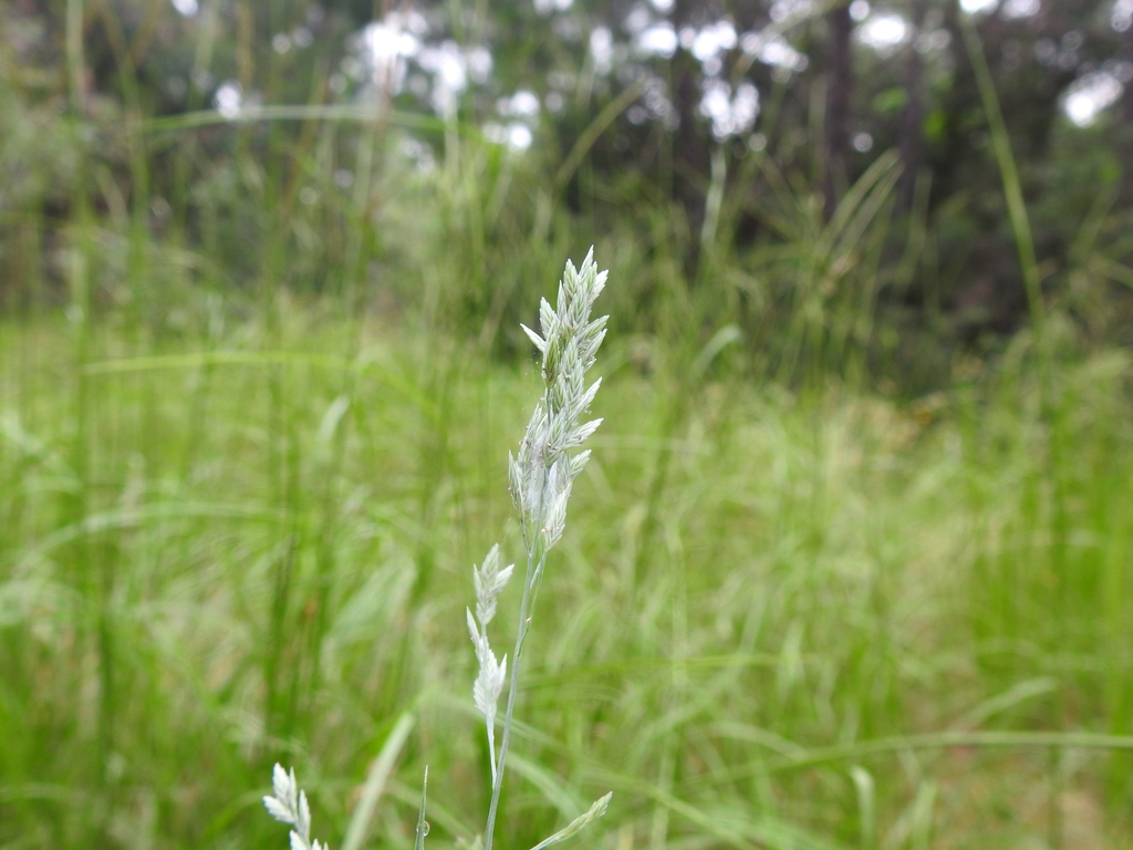 Red Lovegrass from Bastrop County, TX, USA on June 15, 2023 at 08:47 AM ...