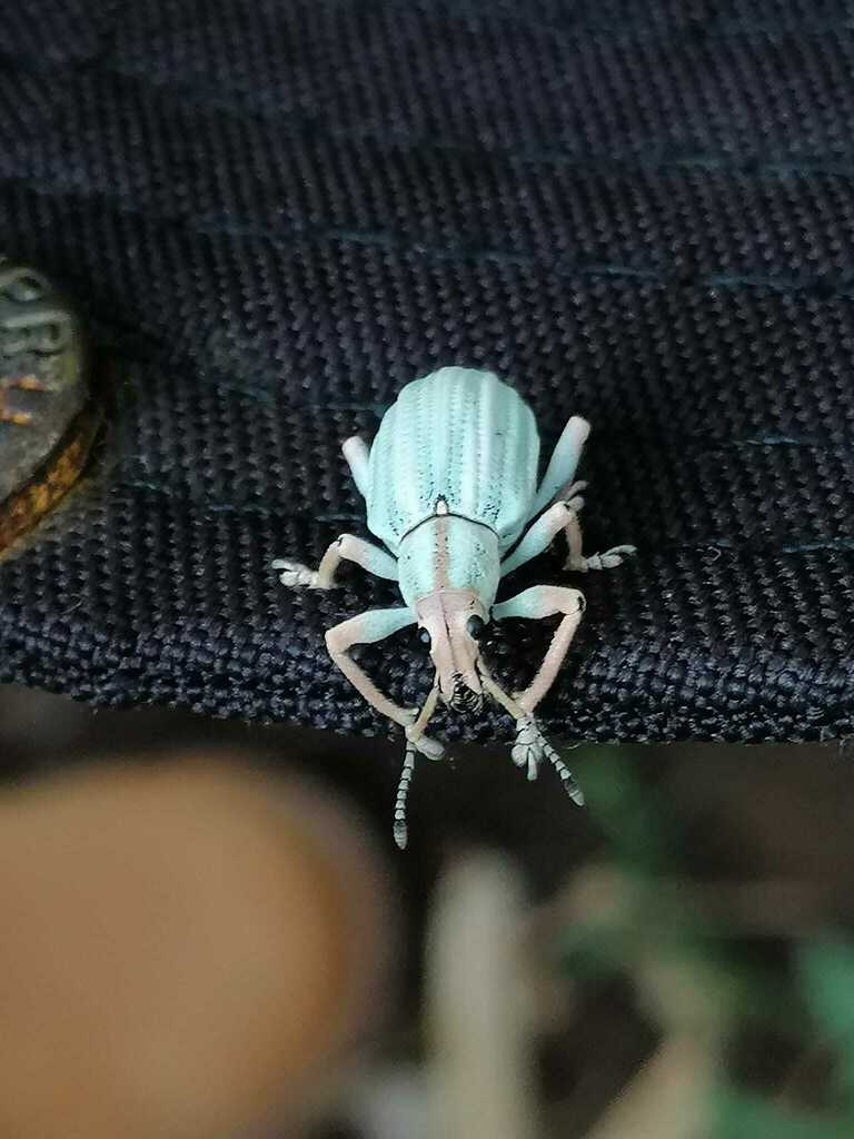 Golden-headed Weevil from Centro, Huiloapan de Cuauhtémoc, Ver., México ...