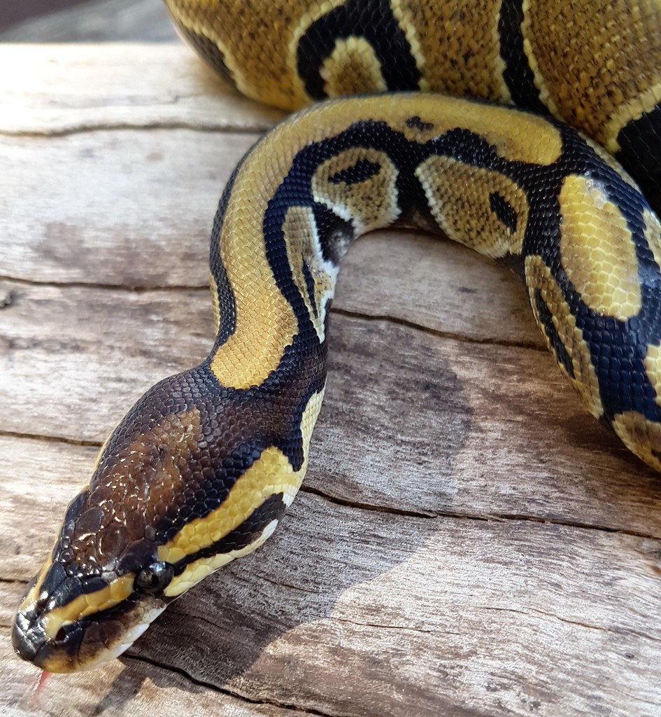 Ball Python from Yoto, Togo on December 09, 2018 by Eric. Python regius ...