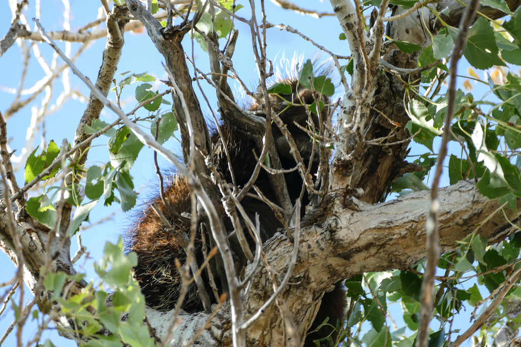North American Porcupine from 28320 FM168, Canyon, TX 79015, USA on ...