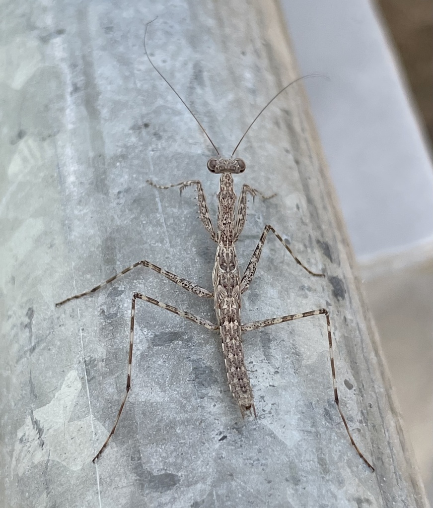 Eastern Treerunner Mantis from Towers Hill Rd, Towers Hill, QLD, AU on ...