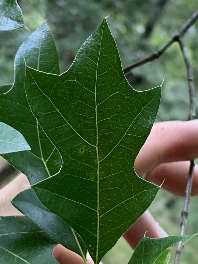 Georgia Oak from Tribble Mill Park, Lawrenceville, GA, US on June 15 ...