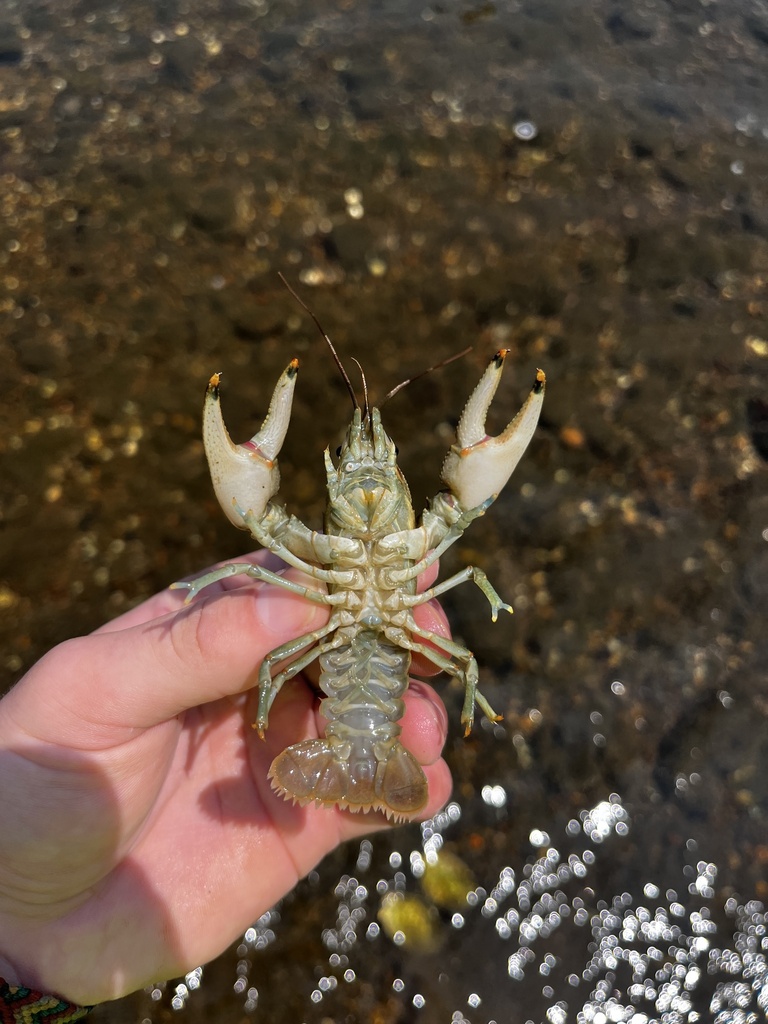 Rusty Crayfish from Potomac River, Potomac, MD, US on June 15, 2023 at ...