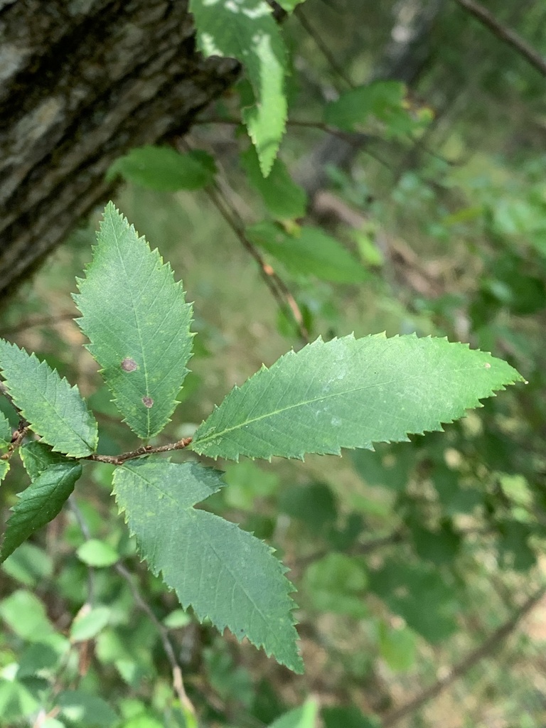 Winged Elm from Tribble Mill Park, Lawrenceville, GA, US on June 15 ...