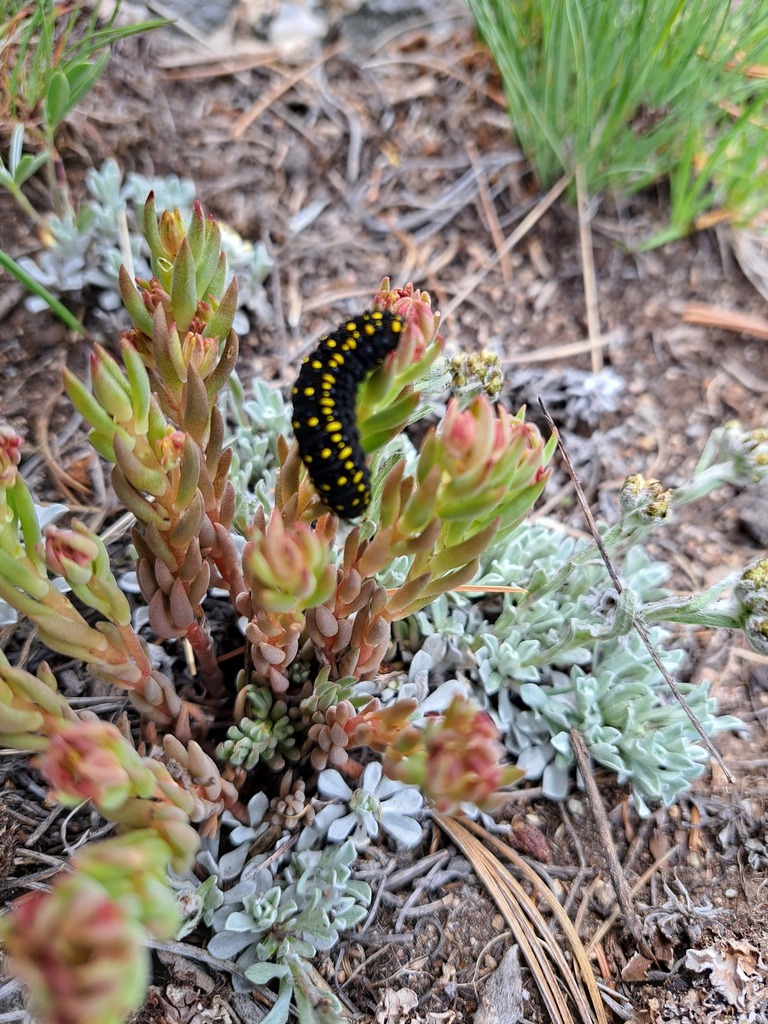Rocky Mountain Parnassian from Washakie County, WY, USA on June 1, 2023 ...