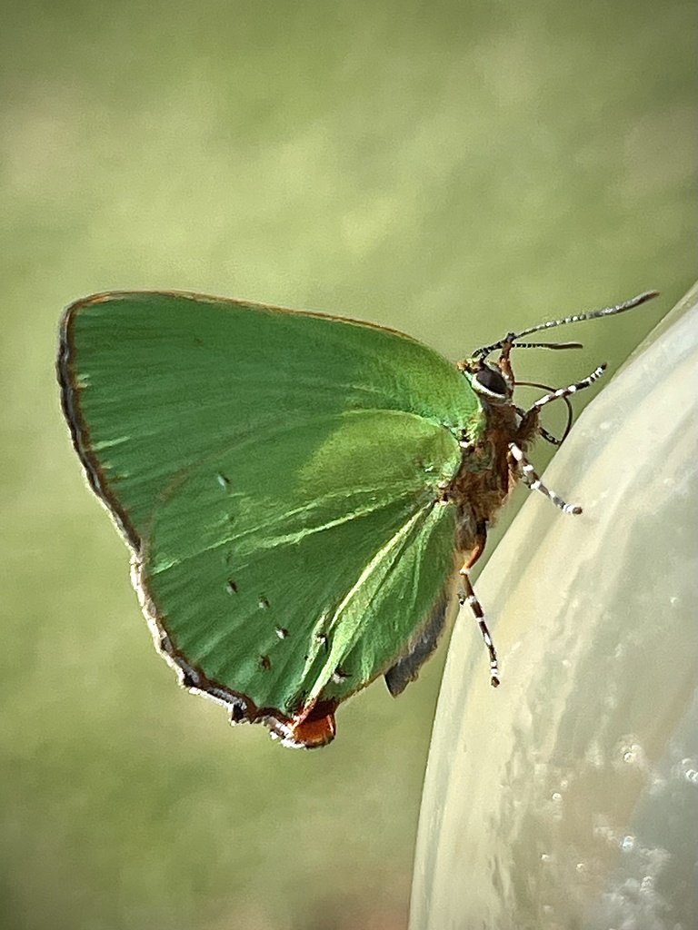 Tropical Greenstreak from Avenida Manga Larga, Salto, SP, BR on June 8 ...