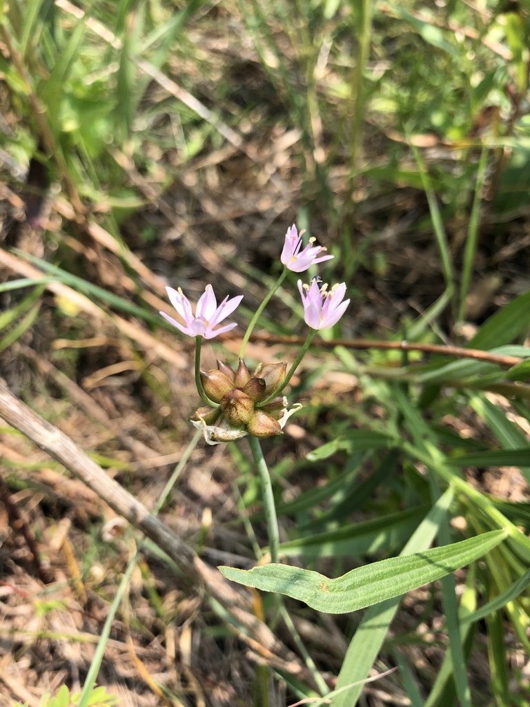common Canadian meadow garlic in June 2023 by Grant Fessler · iNaturalist