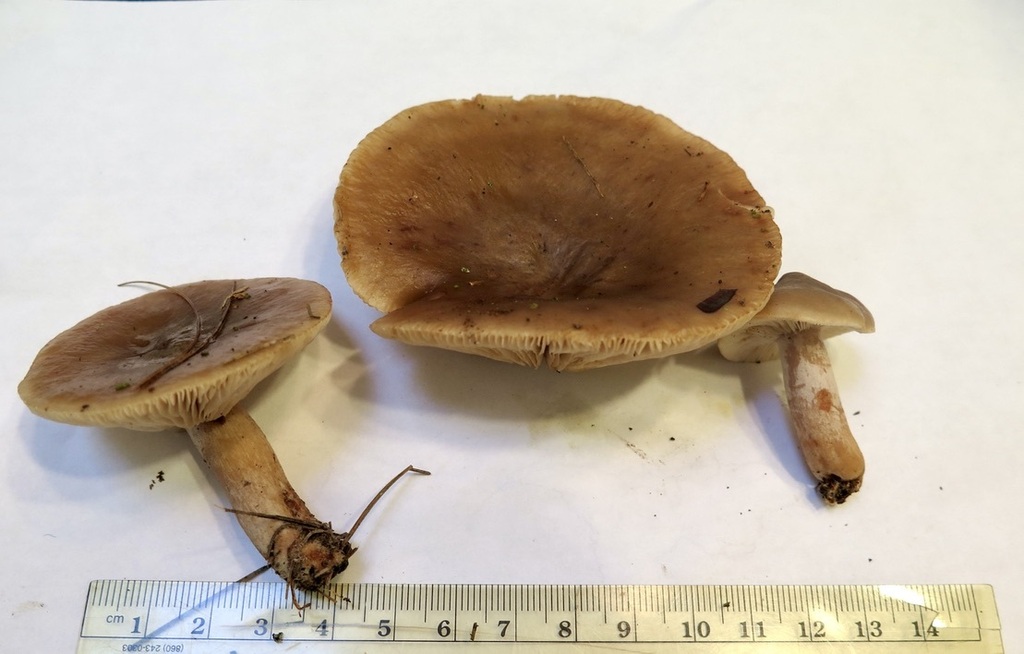 Lactarius imperceptus from Middle island, NY, USA on October 15, 2022 ...