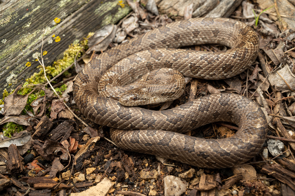 Prairie Kingsnake in May 2022 by Benjamin Genter · iNaturalist